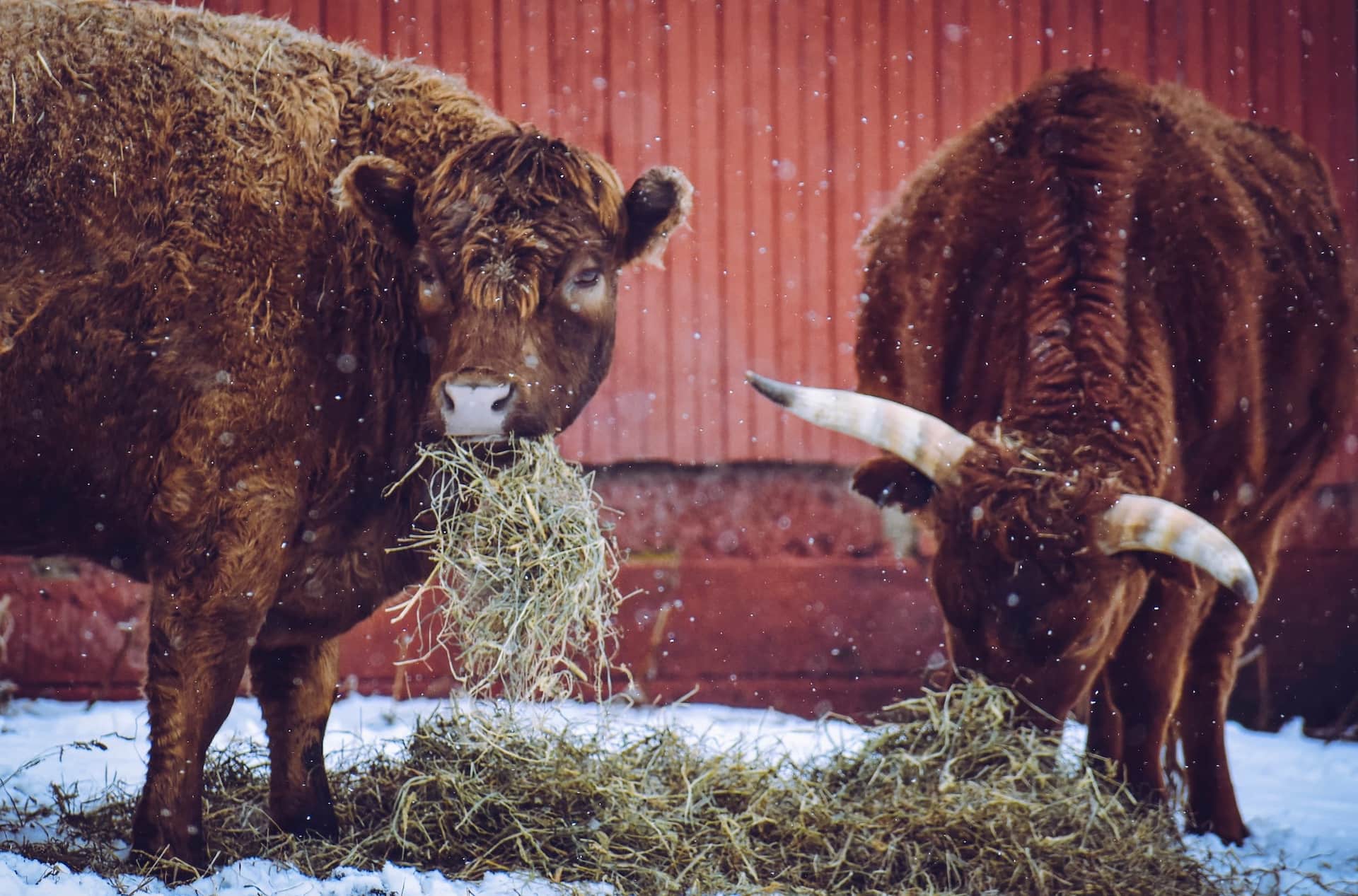 Alberta Open Farm Days | Farm Tours, Culinary Experiences