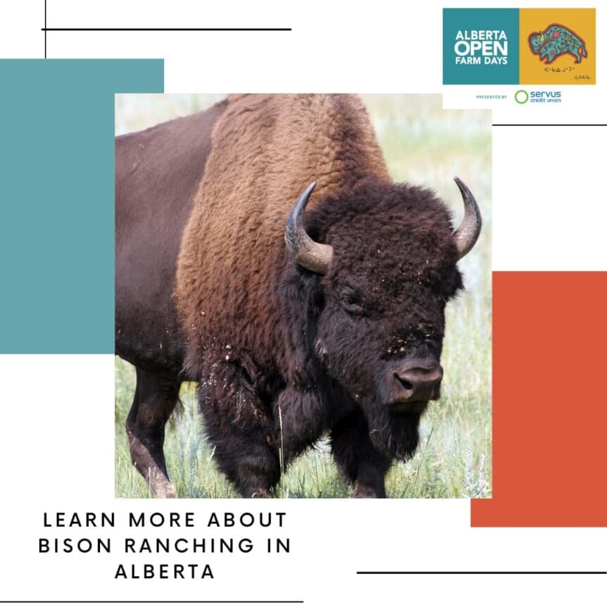 Learn More About Our Featured Animal | Alberta Open Farm Days