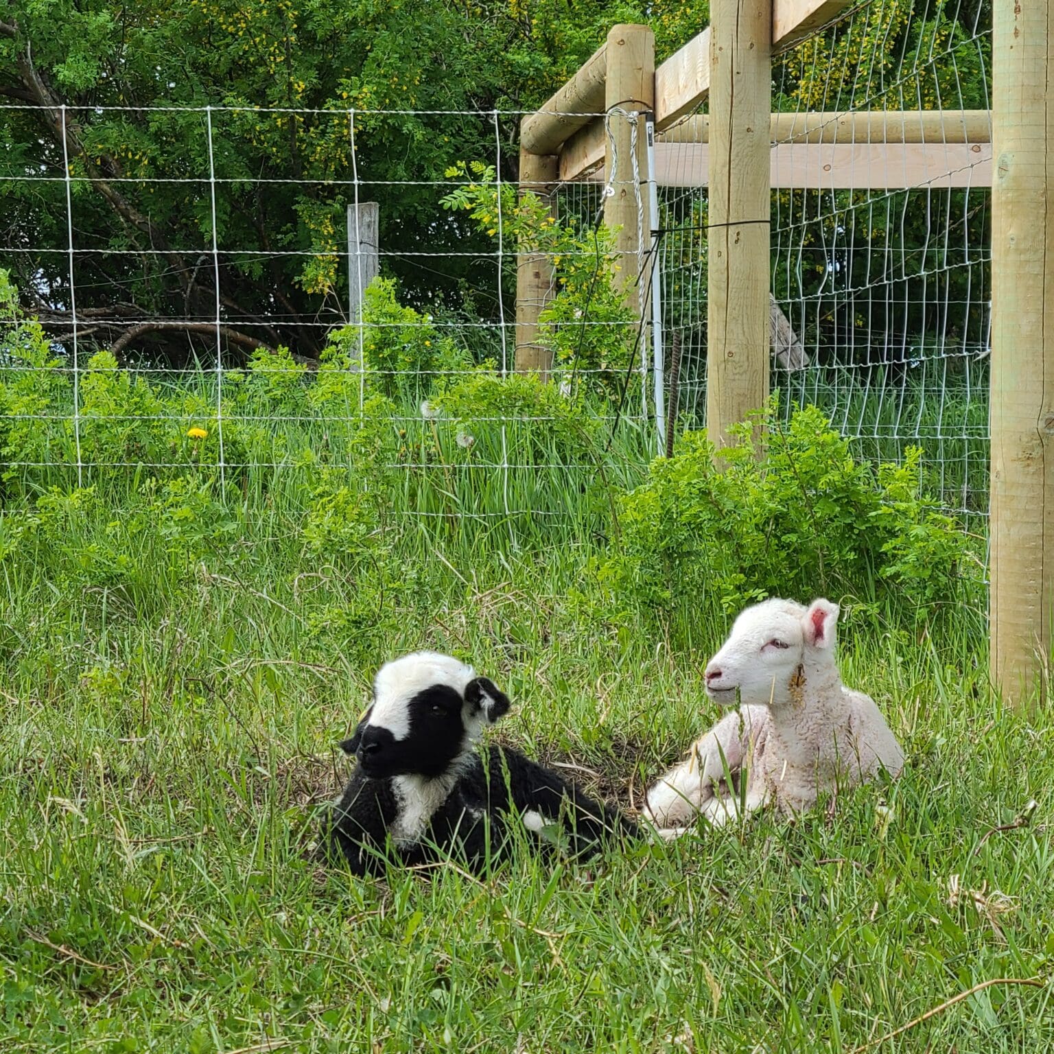 Discover the Wooly Wonders of Custom Woolen Mills at Alberta Open Farm ...