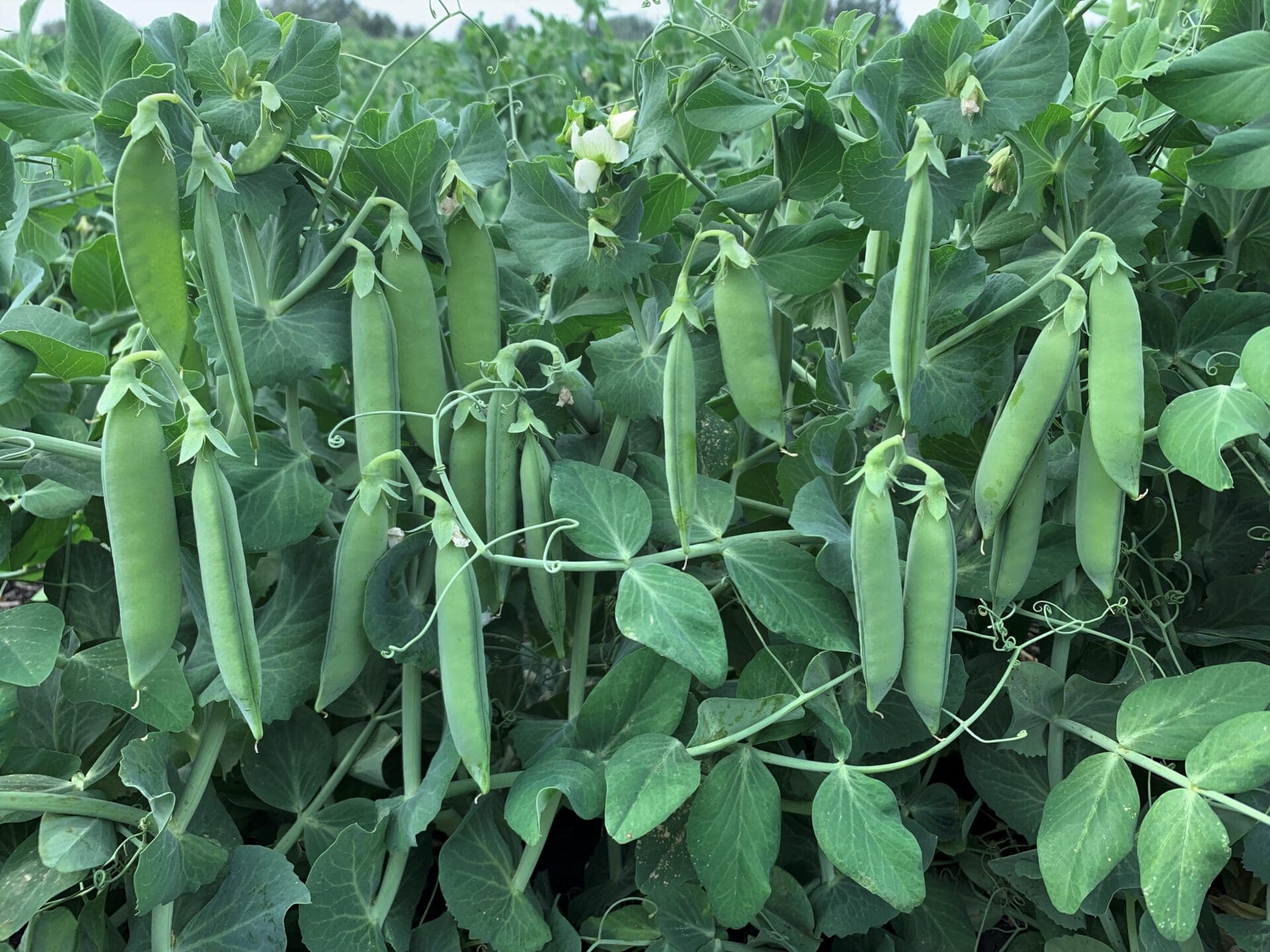 Edgar Farms | Alberta Open Farm Days