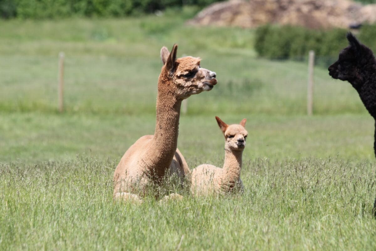 Unravel the Charm of Sunnyhill Alpacas and Twisted Sisters Mill at ...